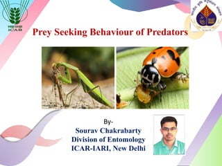 Prey Seeking Behavior of Predators.pptx