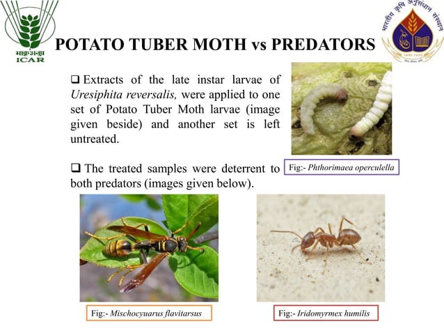 Prey Seeking Behavior of Predators.pptx | Gardening | Home & Garden