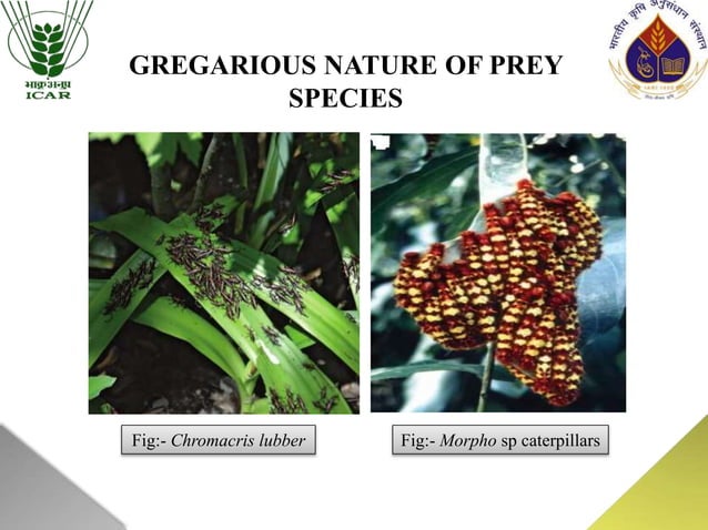 Prey Seeking Behavior of Predators.pptx | Gardening | Home & Garden