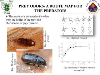 Prey Seeking Behavior of Predators.pptx