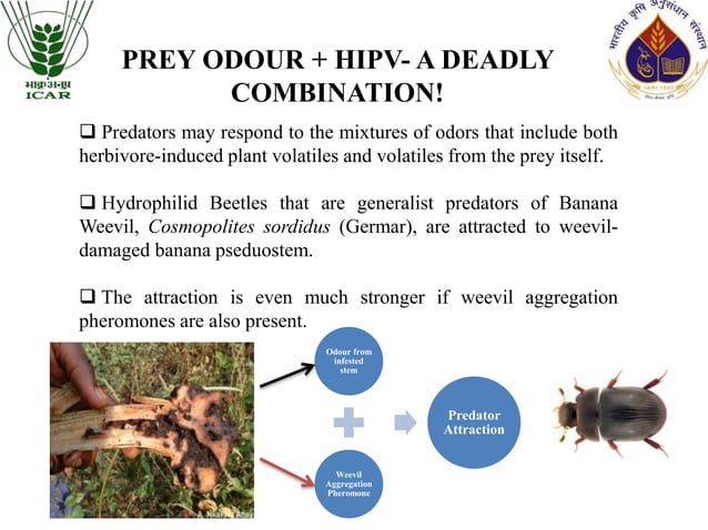 Prey Seeking Behavior of Predators.pptx | Gardening | Home & Garden