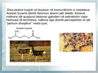 Prezantim esteret | PPTX