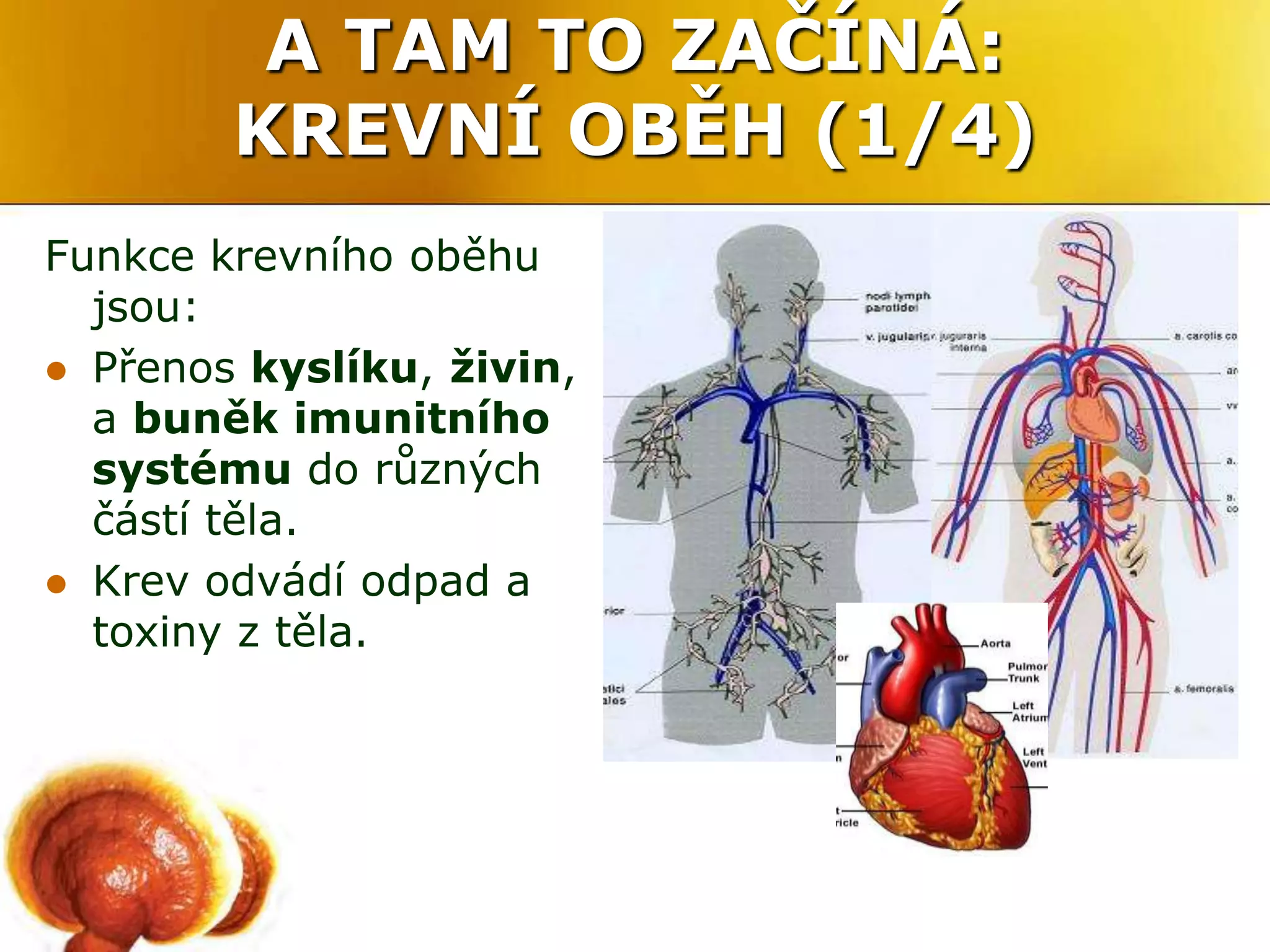 Prezentace ganoderma | PDF