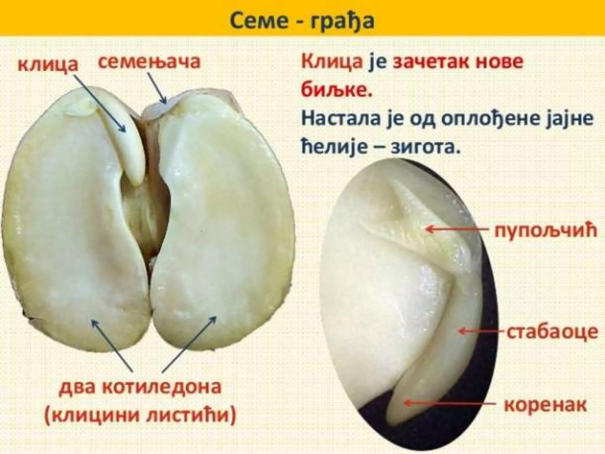 Prezentacija delovi tela biljke | PPTX