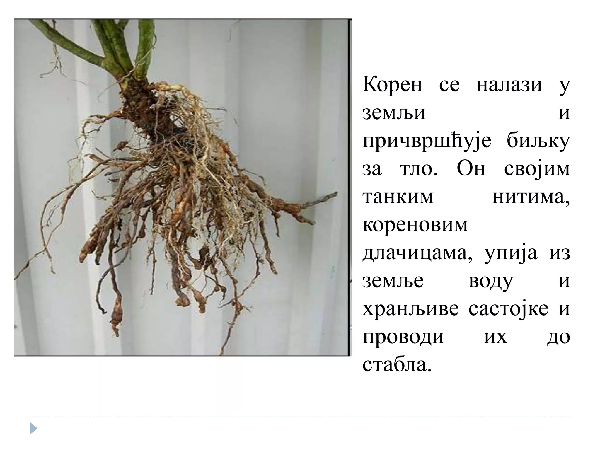 Prezentacija delovi tela biljke | PPTX