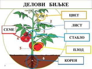 Prezentacija delovi tela biljke | PPTX