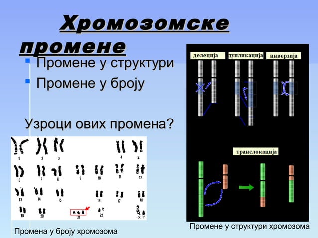 Mutacije | PPT