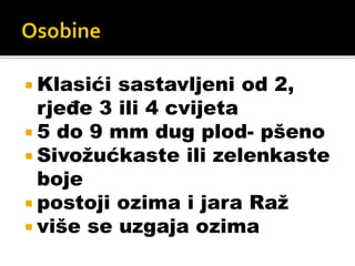 Raž | PPTX