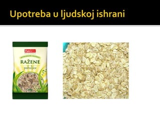 Raž | PPTX