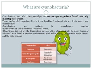 prezentacija Erasmus Irina Kandic.pptx