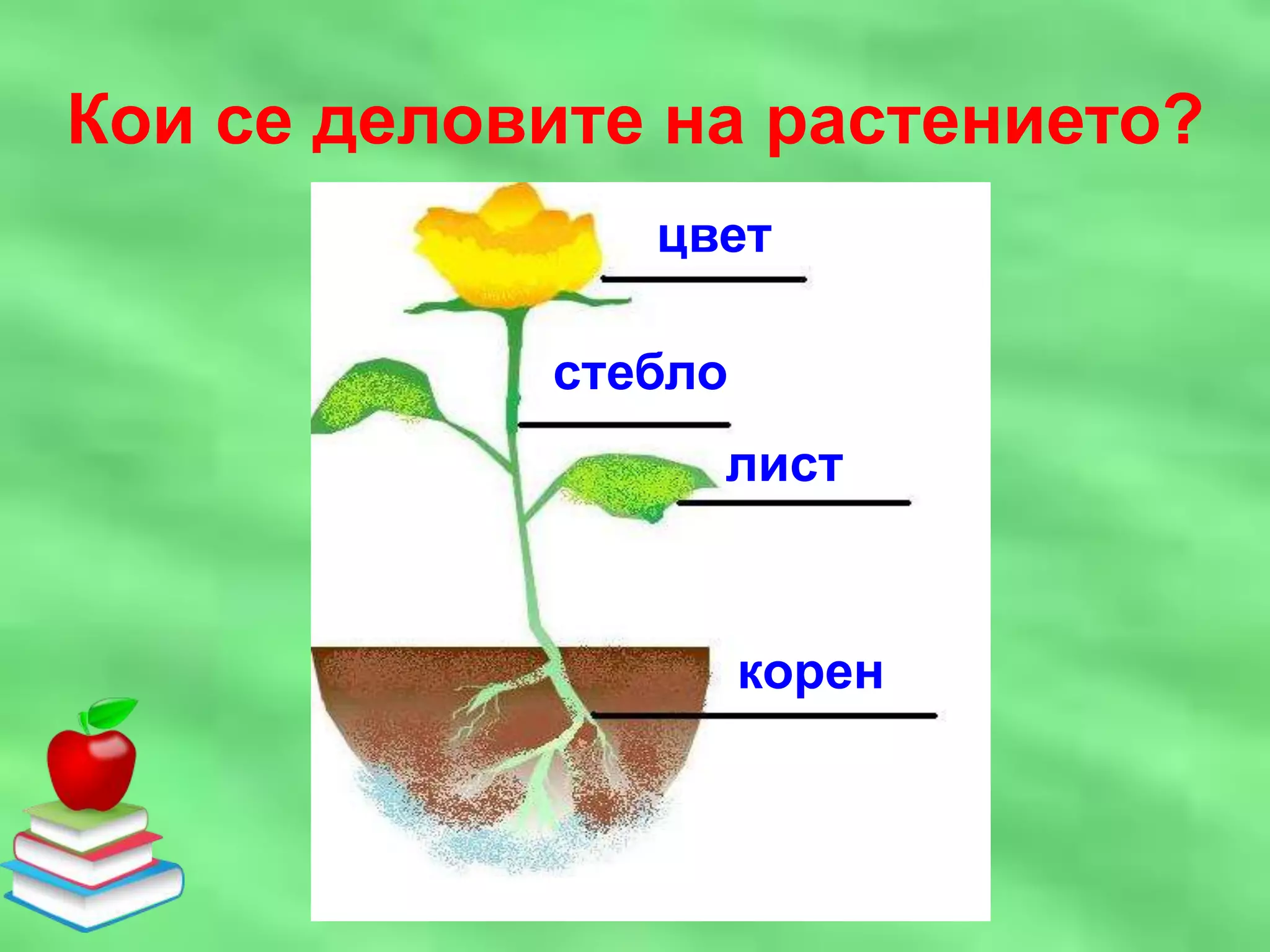 prezentacija za rastenija.ppt