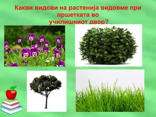 prezentacija za rastenija.ppt