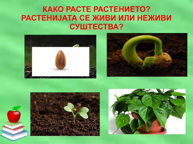 prezentacija za rastenija.ppt