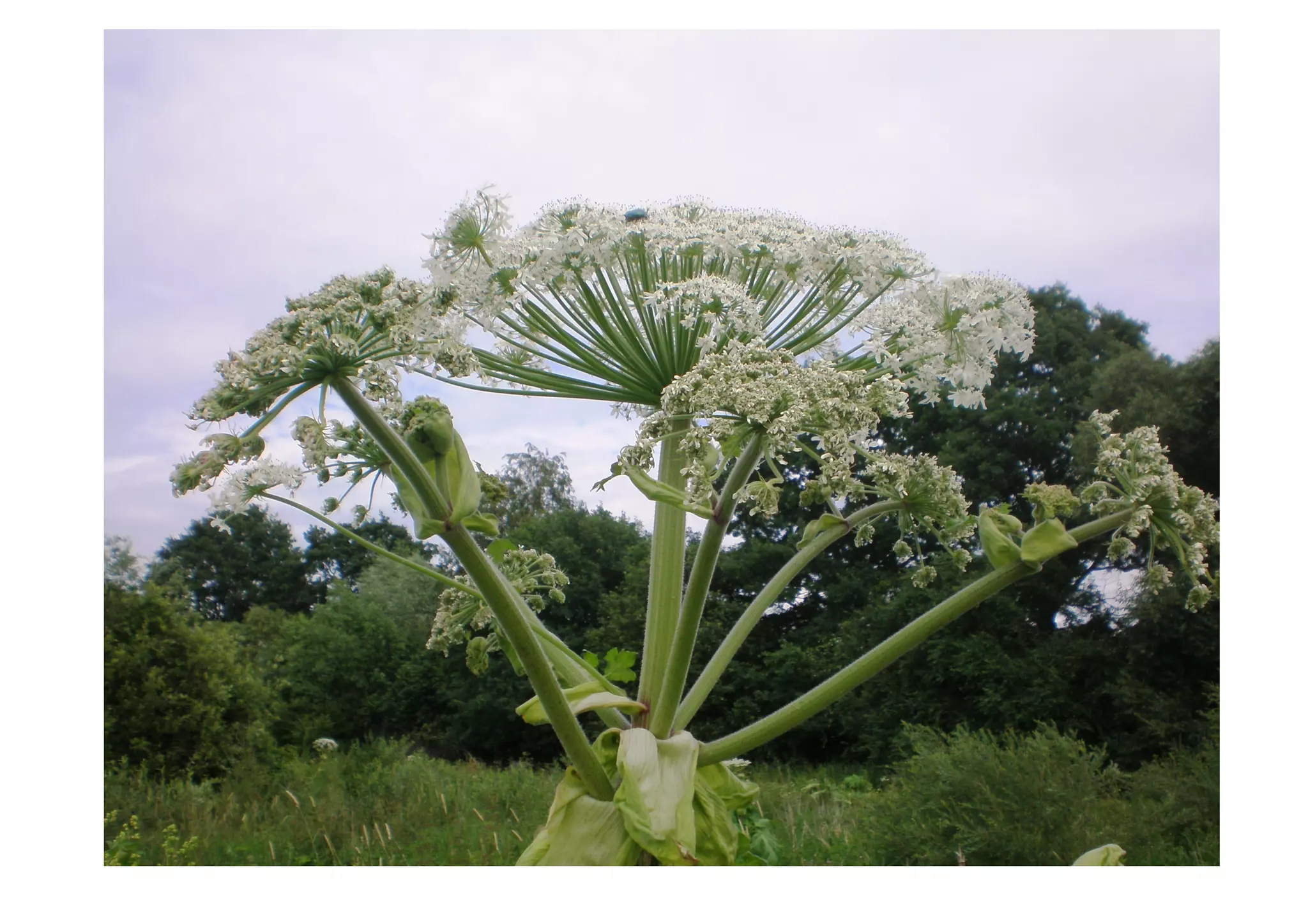 Prezentacja biologia | ODP