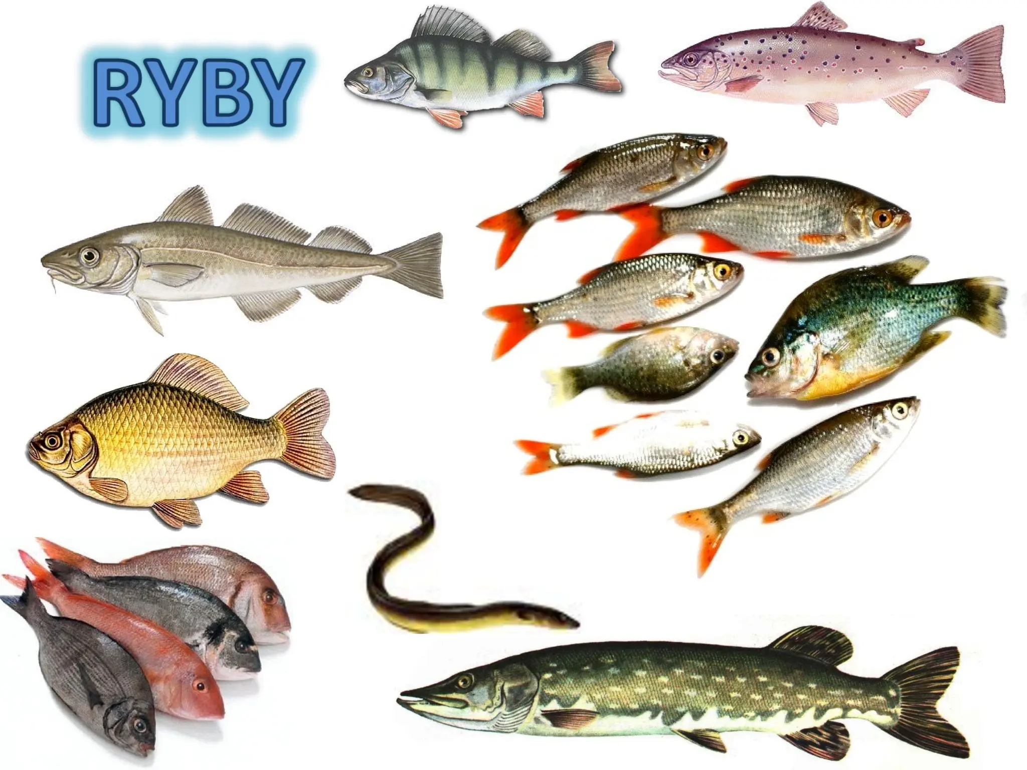 Prezentacja RYBY II.ppt opis szczegółowy | PPT