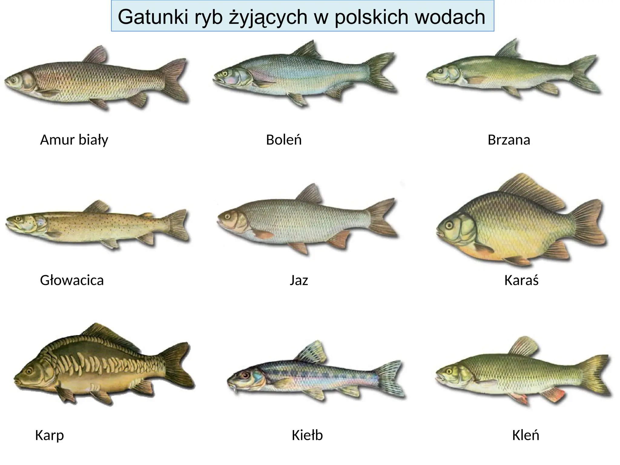 Prezentacja RYBY II.ppt opis szczegółowy | PPT