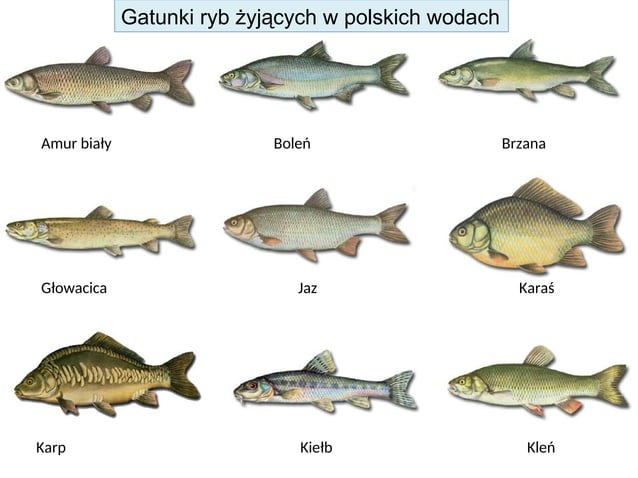 Prezentacja RYBY II.ppt opis szczegółowy | PPT | Fish and Aquariums | Pets
