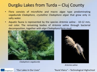 Flora and Fauna Of The Lakes | PPT