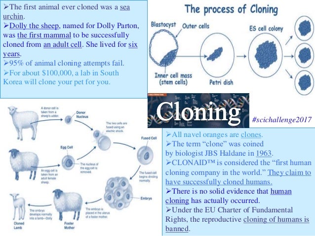 Interesting facts about cloning #scichallenge2017
