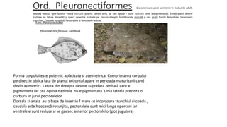 Prezentare1.pptxfdgfthyhhgjghjhjhkhjkjkjkj | PPT