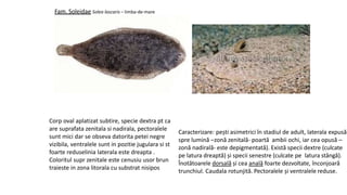 Prezentare1.pptxfdgfthyhhgjghjhjhkhjkjkjkj | PPT