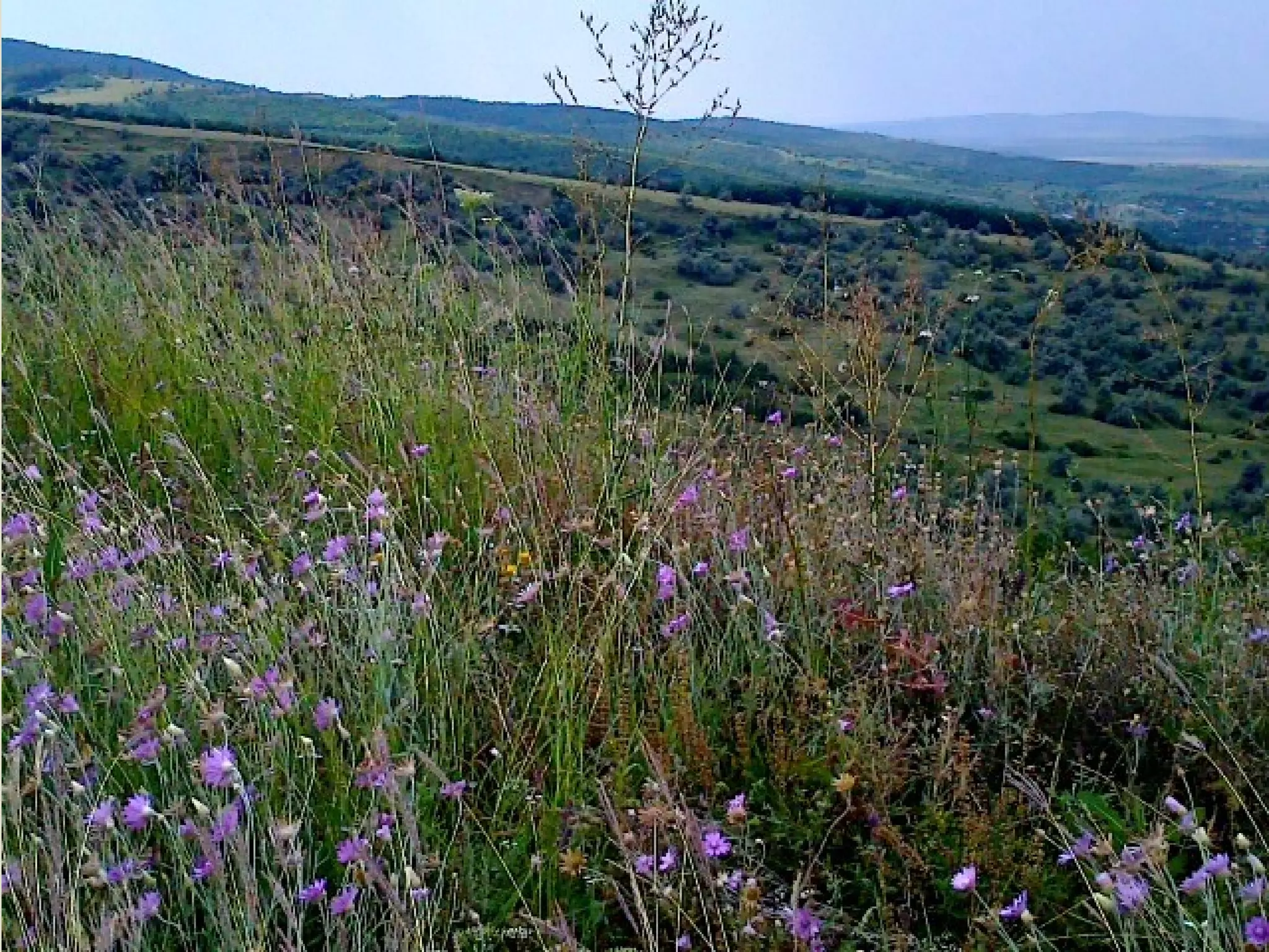 Prezentarea satului Corneşti | PPT