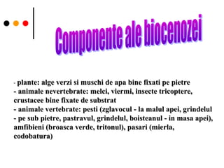 Prezentare biologie arama andreea_viii_a | PPT