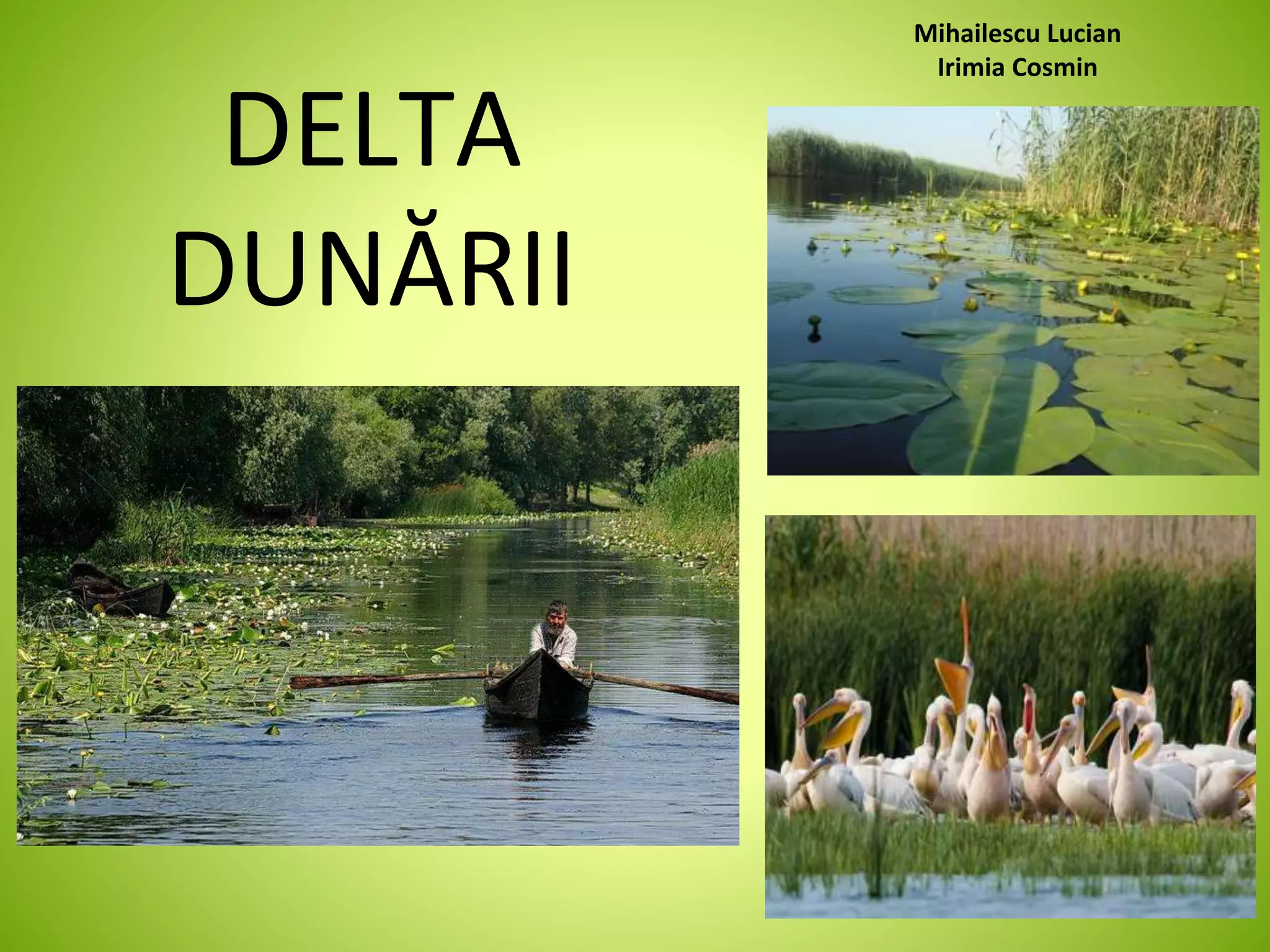 Prezentare Delta Dunarii | PPTX