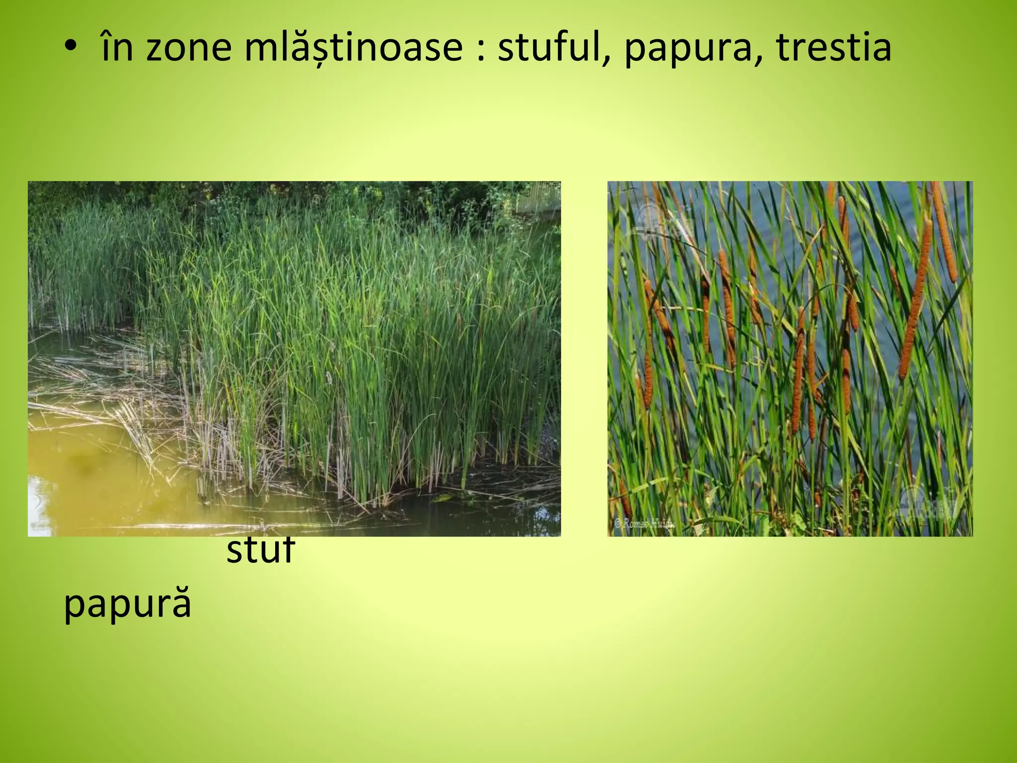 Prezentare Delta Dunarii | PPTX