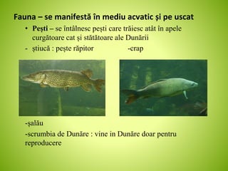 Prezentare Delta Dunarii | PPTX