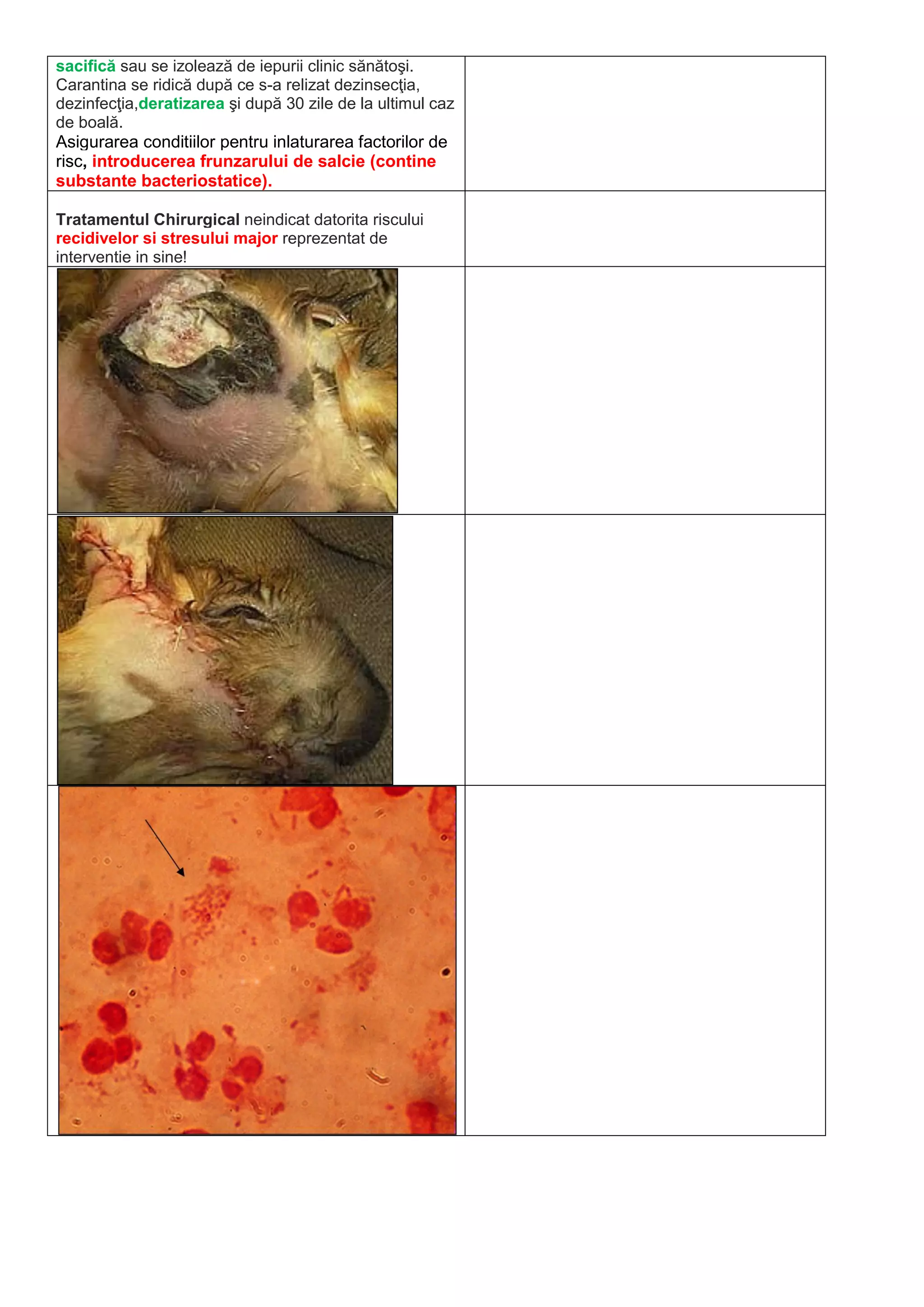 Bolile Infectioase Leporide Diagnostic Diferential Pasteureloza ...
