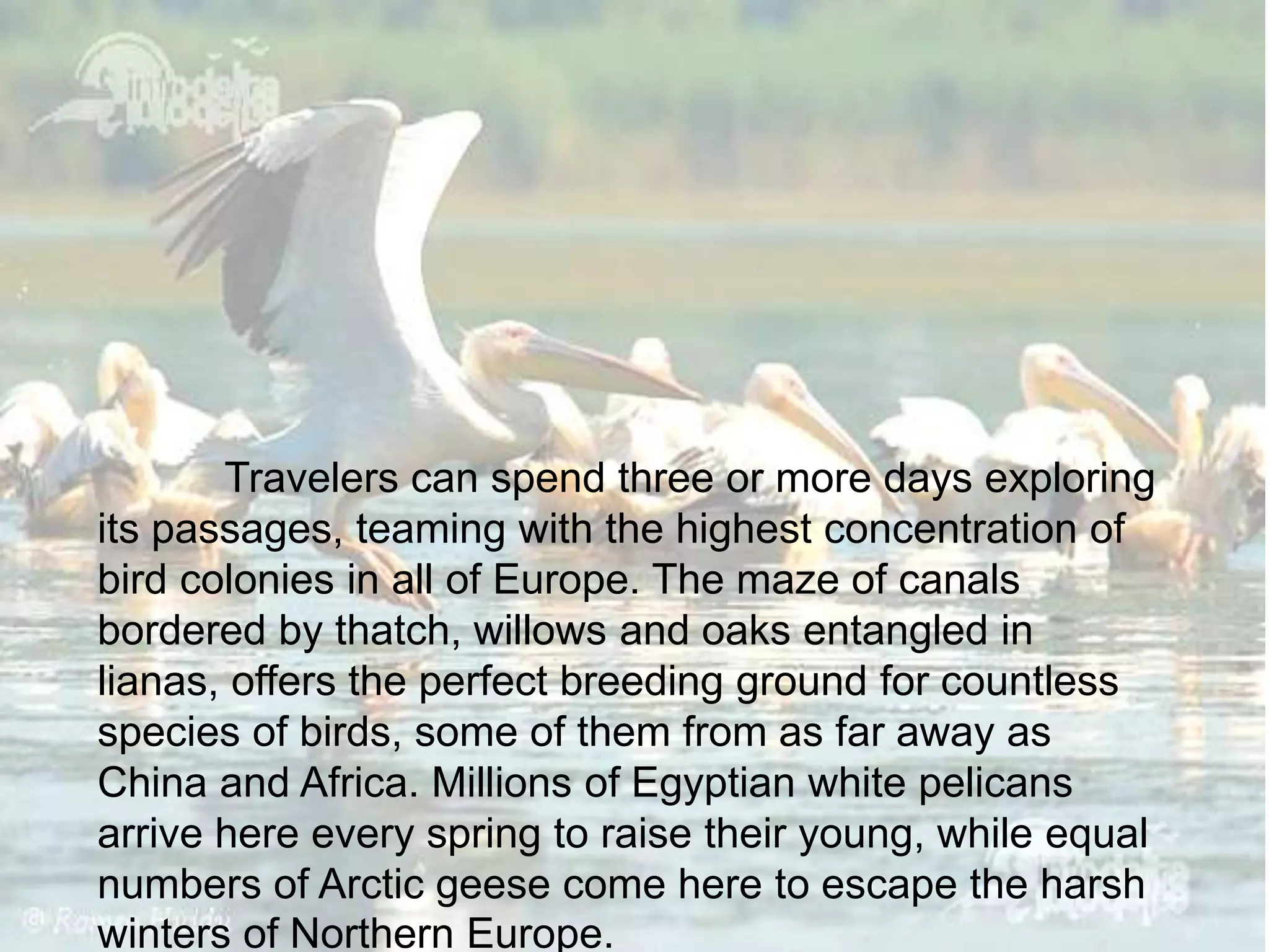 Prezentare engleza | PPTX