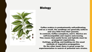 Coffee | PPT