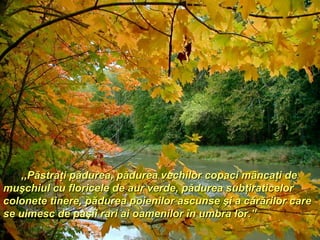 Prezentare padurea | PPT