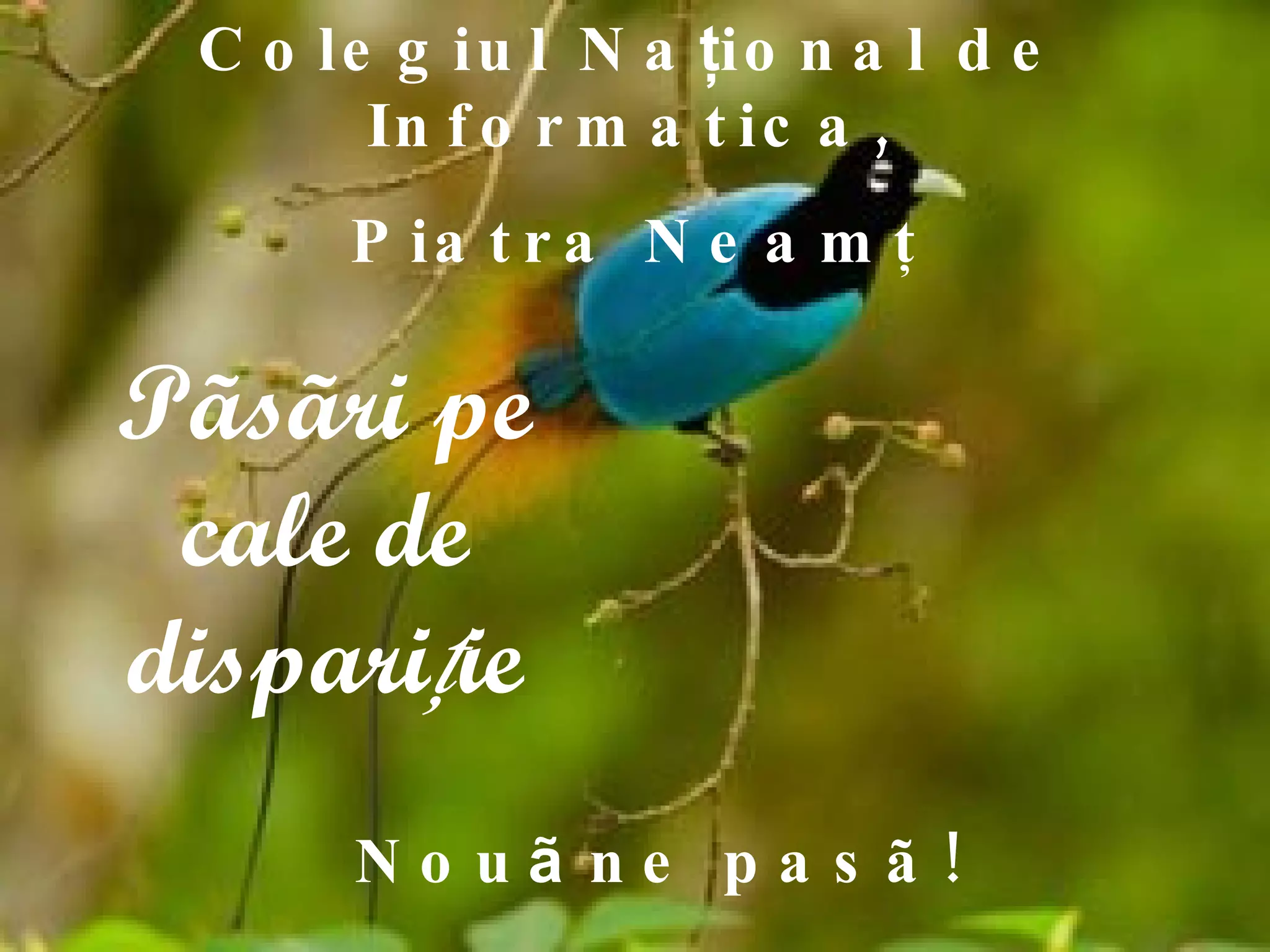 Prezentare pasari rare C.N.I. Piatra_Neamt | PPT