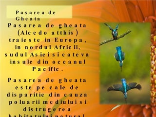Prezentare pasari rare C.N.I. Piatra_Neamt | PPT