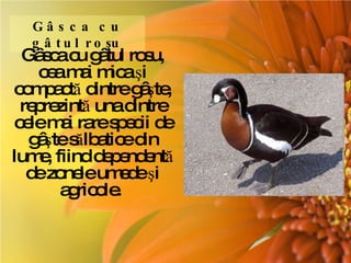 Prezentare pasari rare C.N.I. Piatra_Neamt | PPT