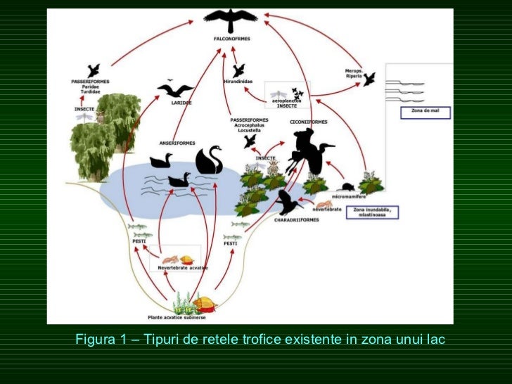 Petrescu et al., workshop Vladesti