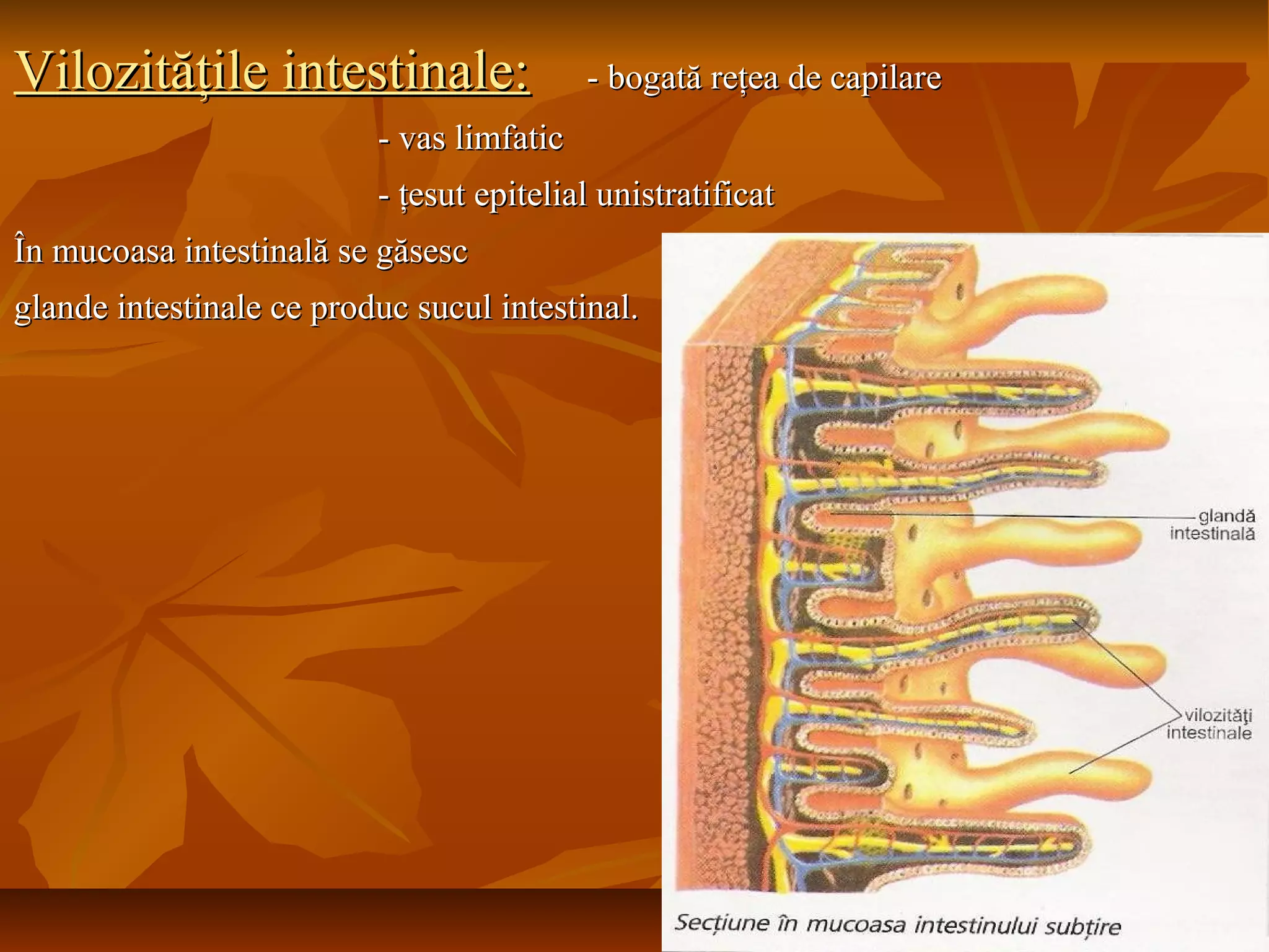 Sistemul digestiv - Prezentare ppt | PPT
