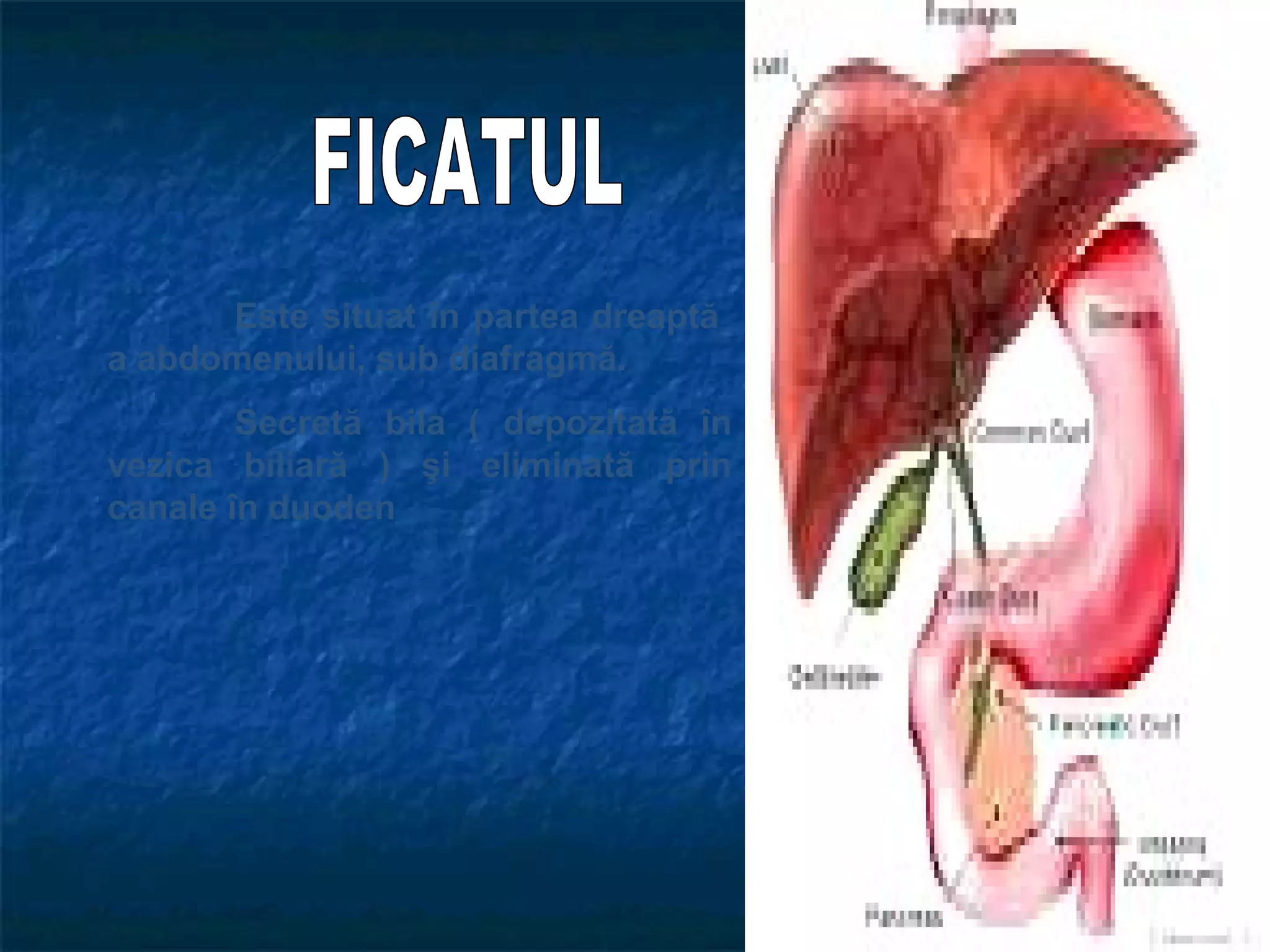 Sistemul digestiv - Prezentare ppt | PPT