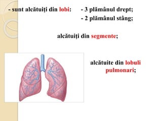 Aparatul respirator. Plamanaii | PPTX
