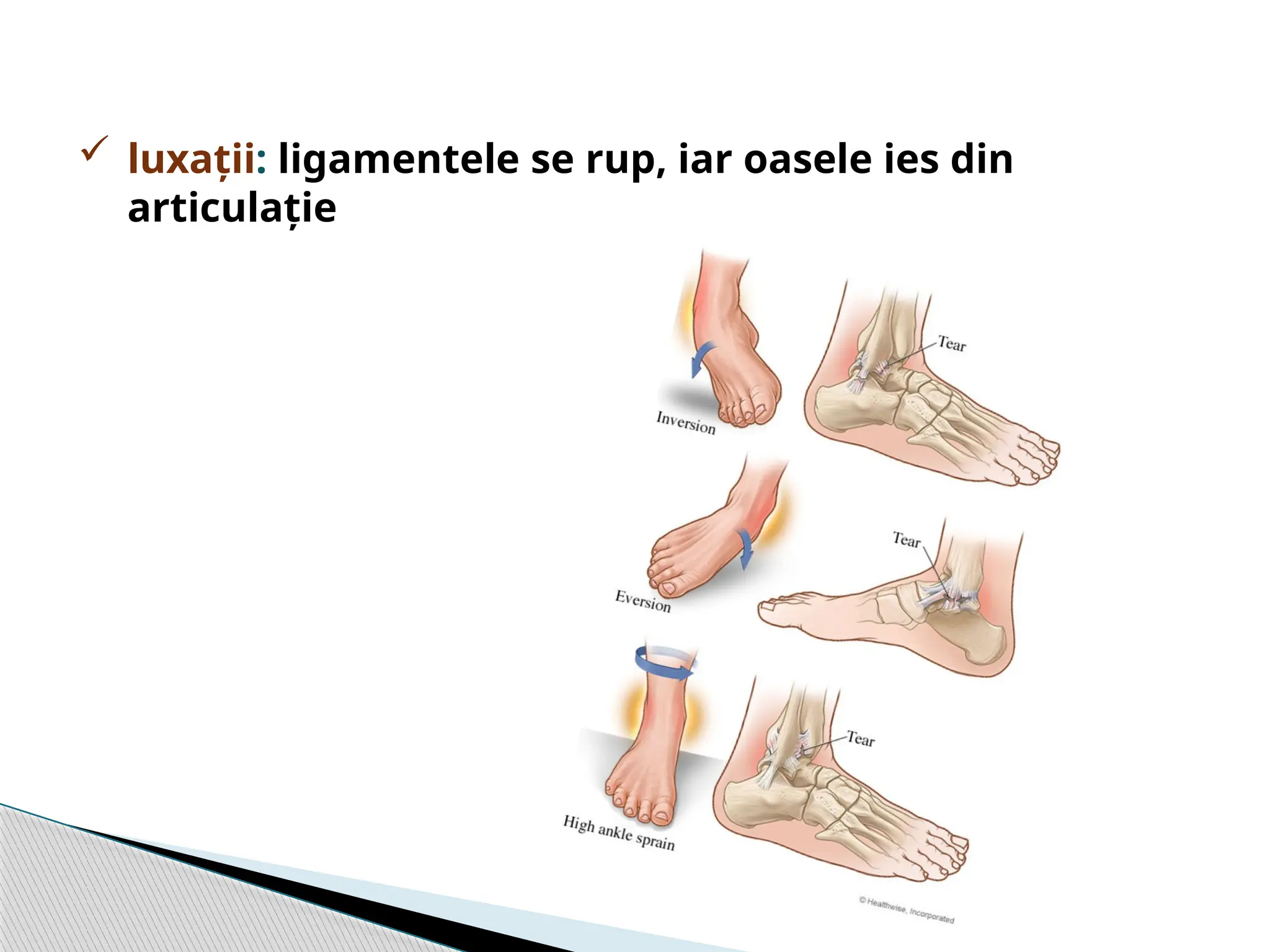 prezentare_sistemul_locomotor p_ppt.pptx