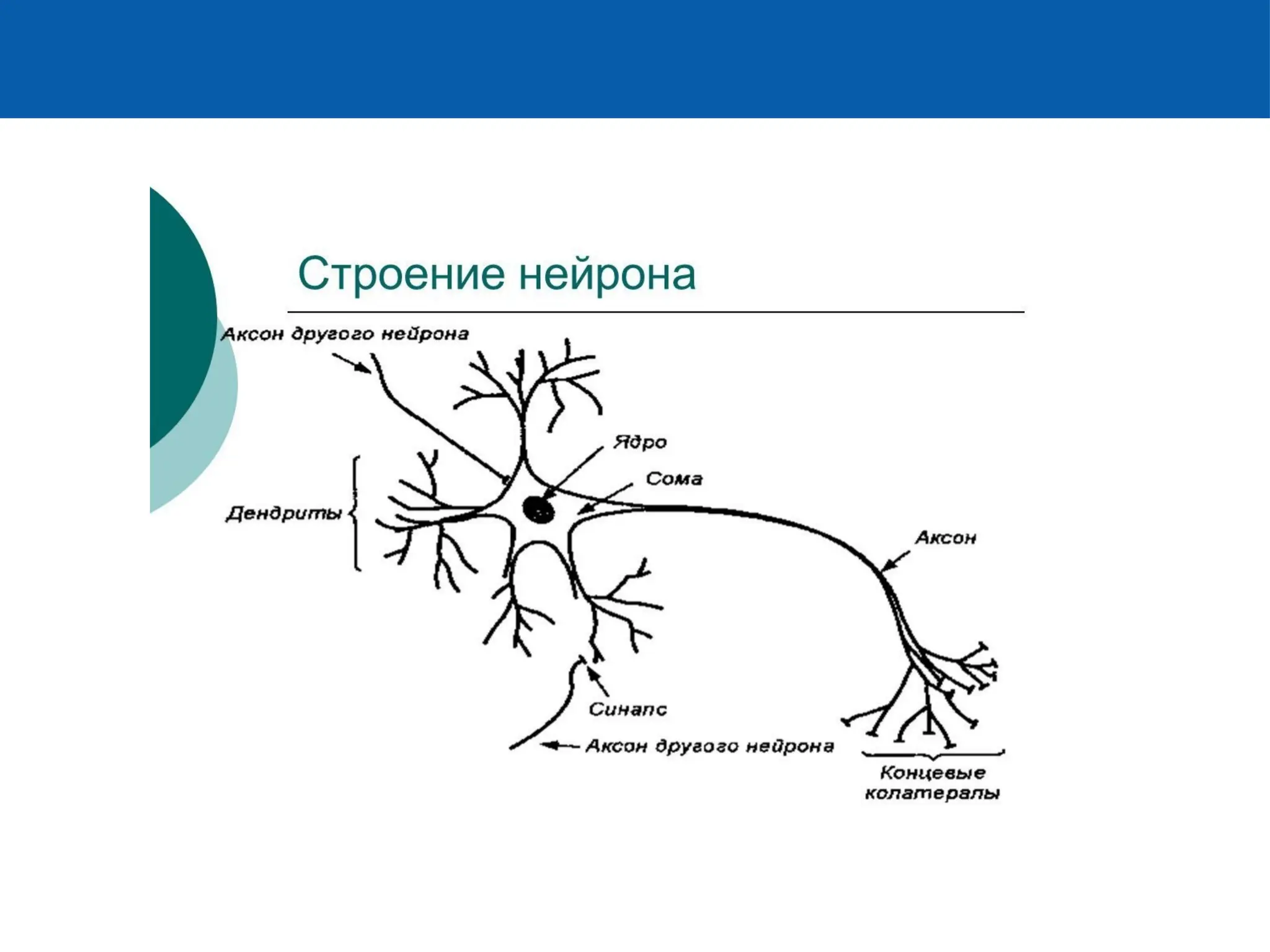 Analysis of Hodgkin–Huxley neiron model.pptx | Physics | Science