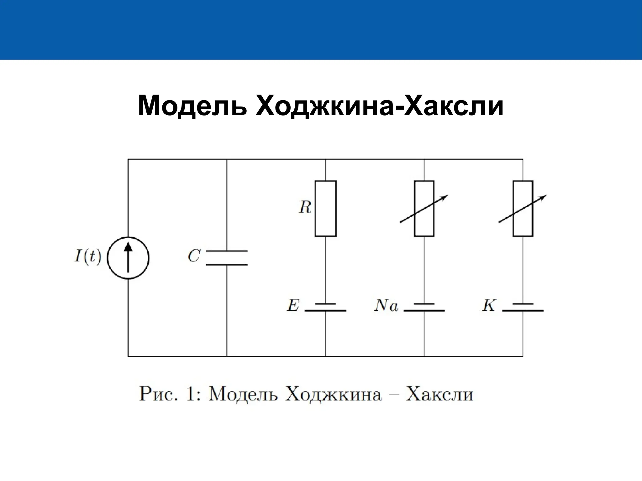 Analysis of Hodgkin–Huxley neiron model.pptx | Physics | Science