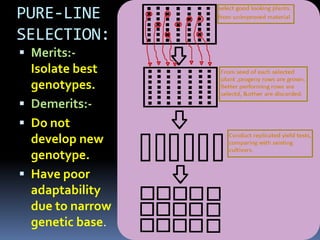 Presentation on chillie breeding | PPTX