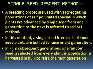 Prezentationonchilliebreeding 131126062445-phpapp01 (1) | PPT