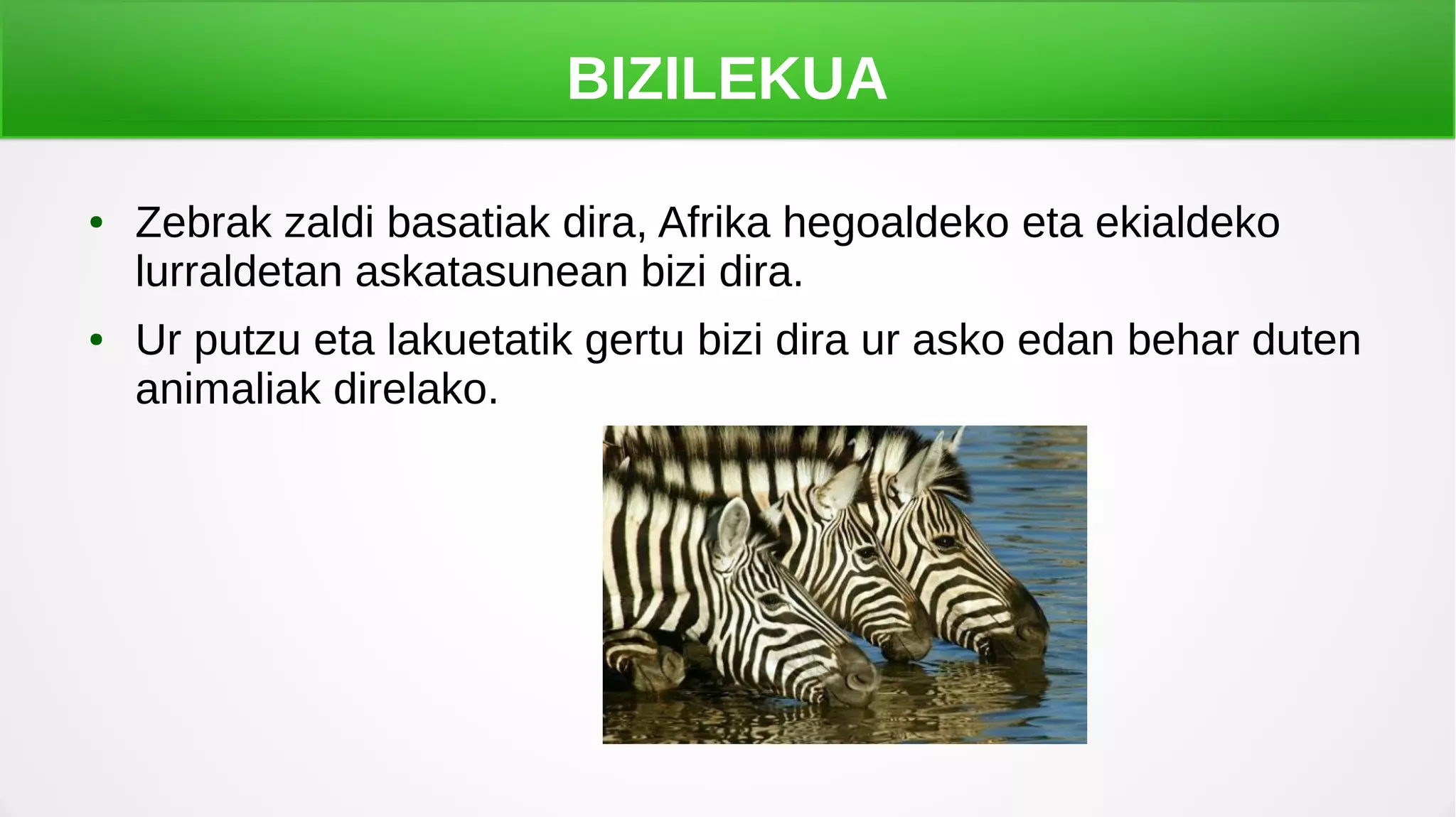 Prezentazioa zebra | PPT