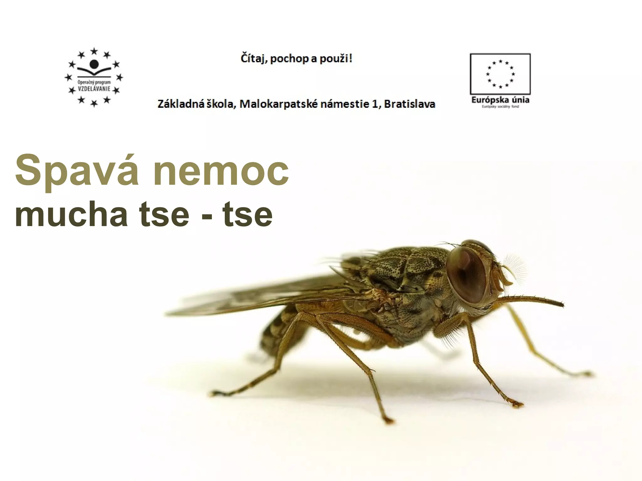 Prezentácia bio - vi - 3 - spavá nemoc - mucha tse-tse | PPT