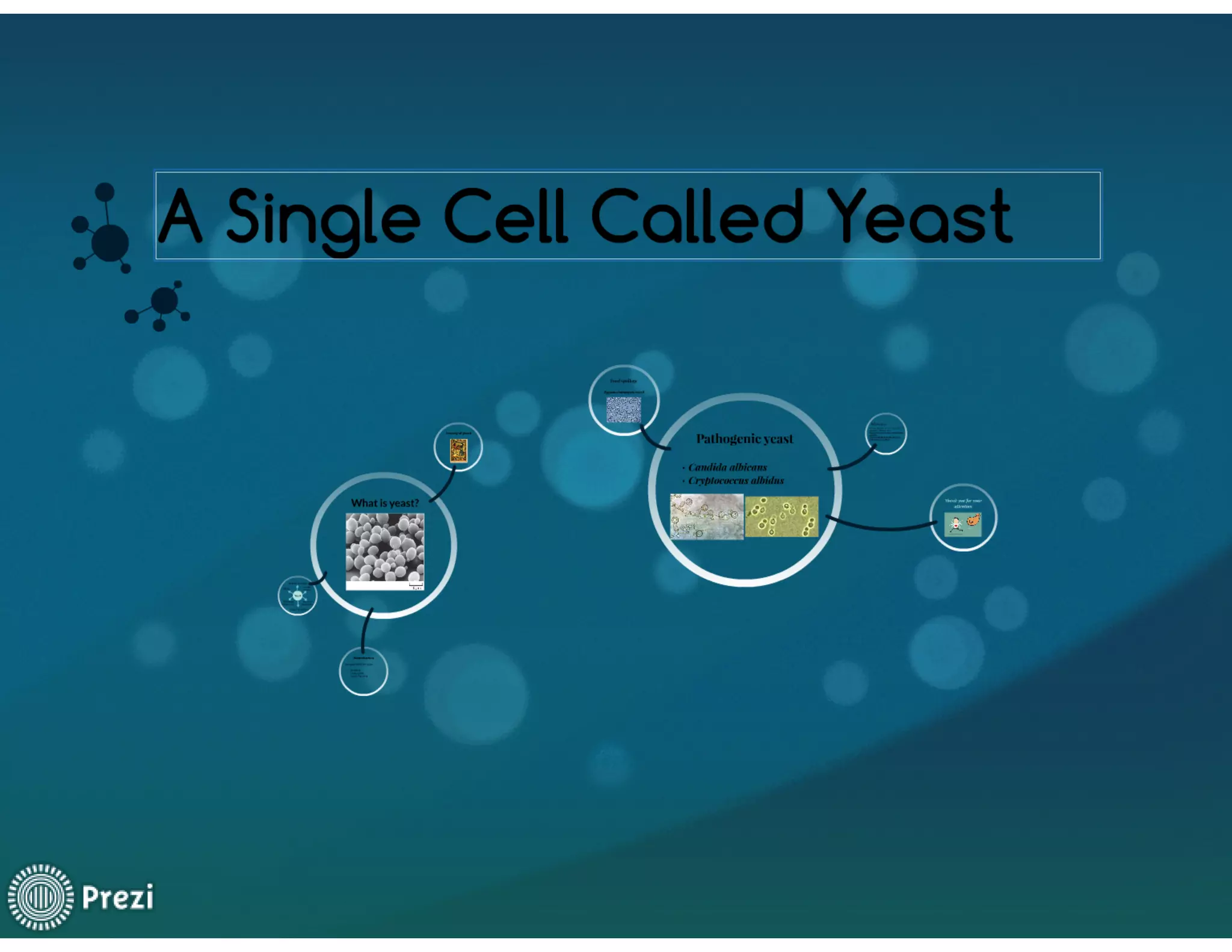 A single cell called yeast | PDF