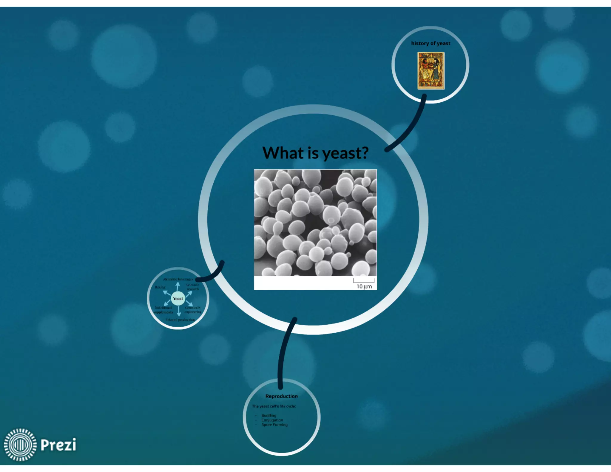 A single cell called yeast | PDF